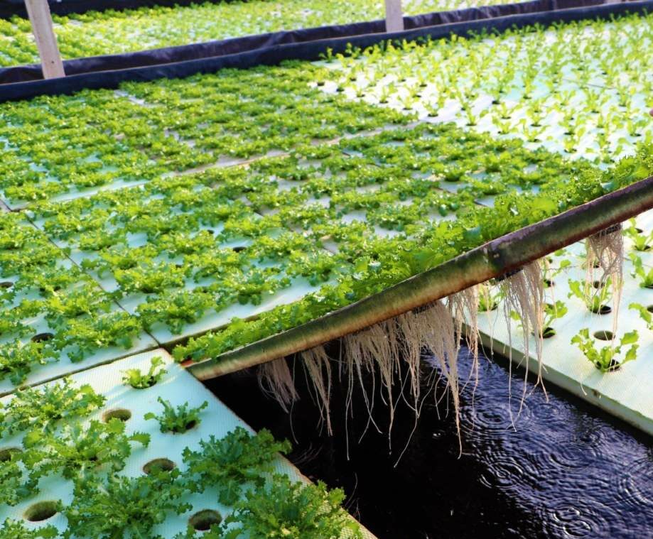 Molise | Nasce progetto per produrre cibi biologici e sostenibili al ...